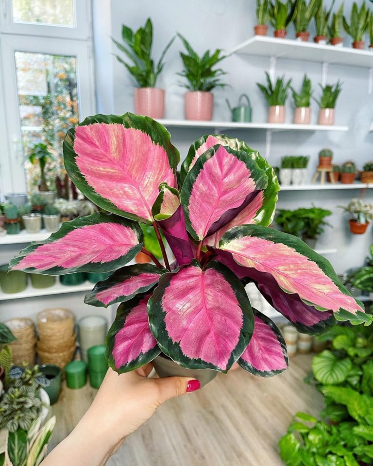 Pink Houseplants | 5 Best Pink Houseplants