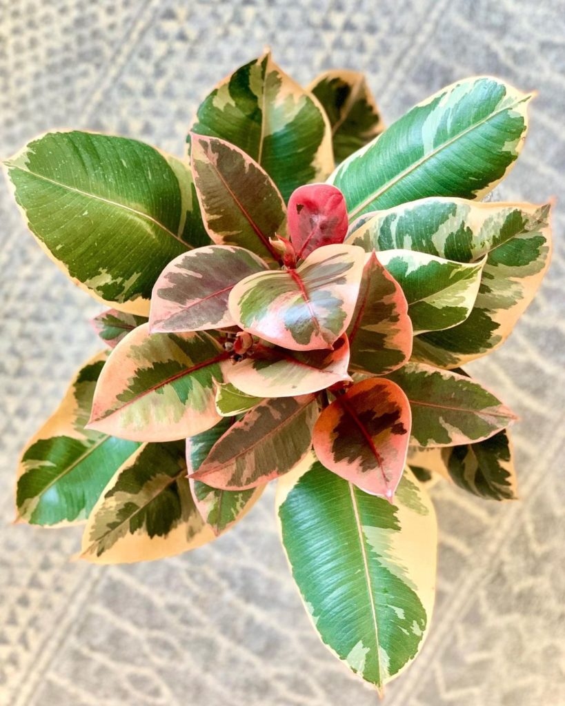 Pink Houseplants | 5 Best Pink Houseplants